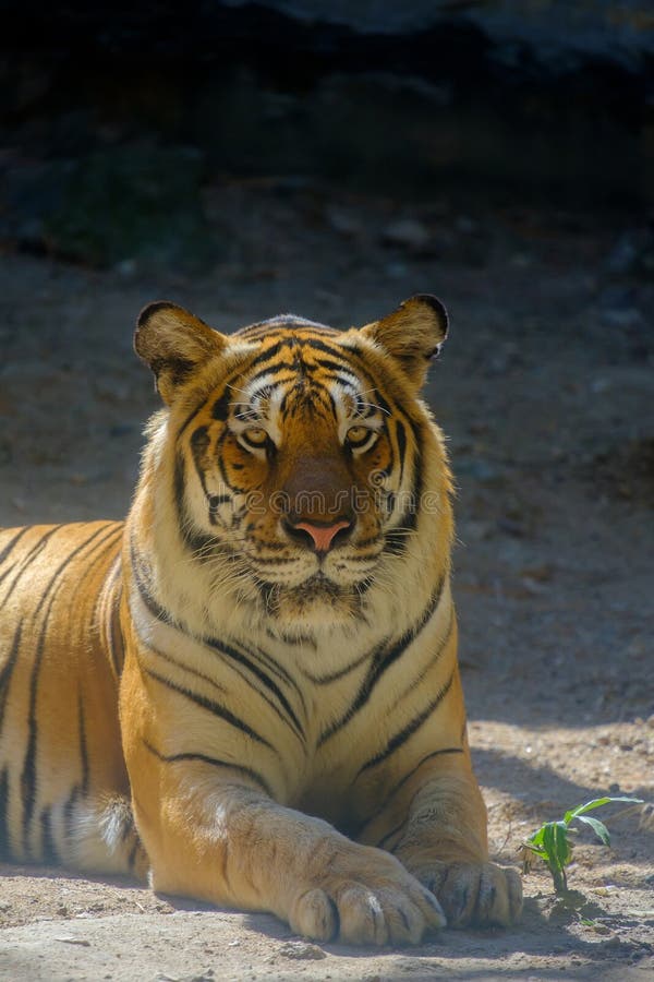 Tiger in forest stock photo. Image of forest, hunt, brute - 158581646