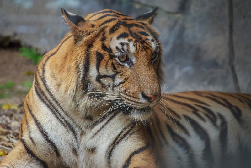 Tiger looking something. stock image. Image of roar, outdoor - 87454185