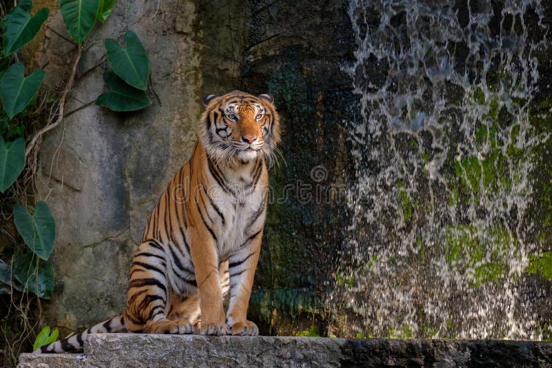 Tiger looking something. stock image. Image of roar, outdoor - 87454185