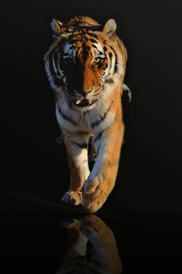 Tiger Walking Towards Camera on Black Background Stock Photo - Image of ...