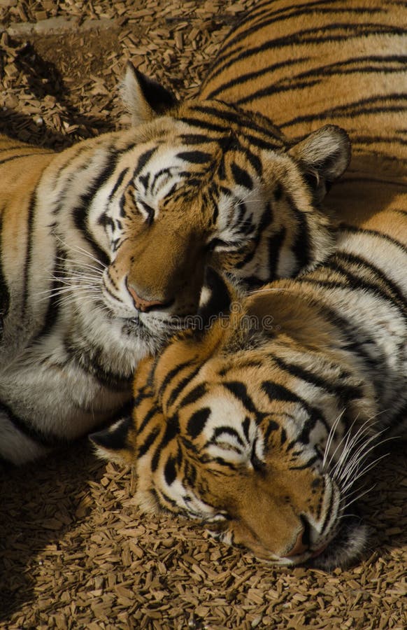 Tiger Love stock image. Image of couple, tiger, wild - 29287199