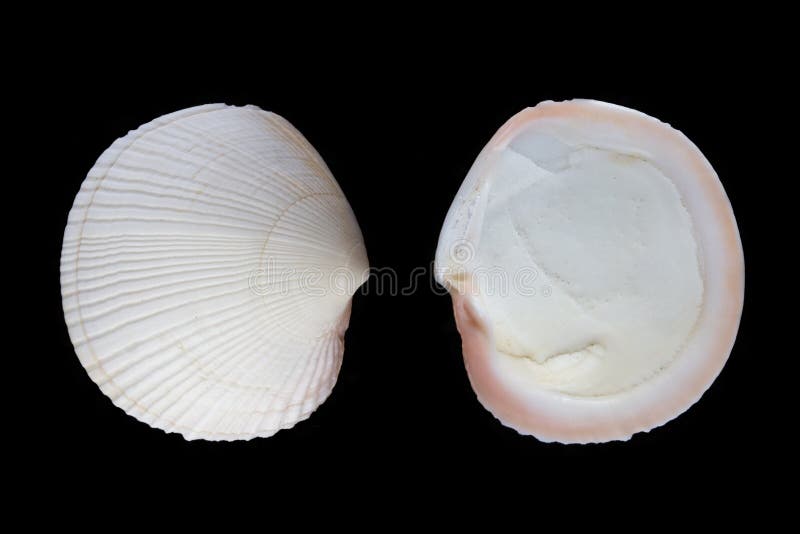 Tiger Shark Texture Stock Photos - Free & Royalty-Free Stock Photos ...