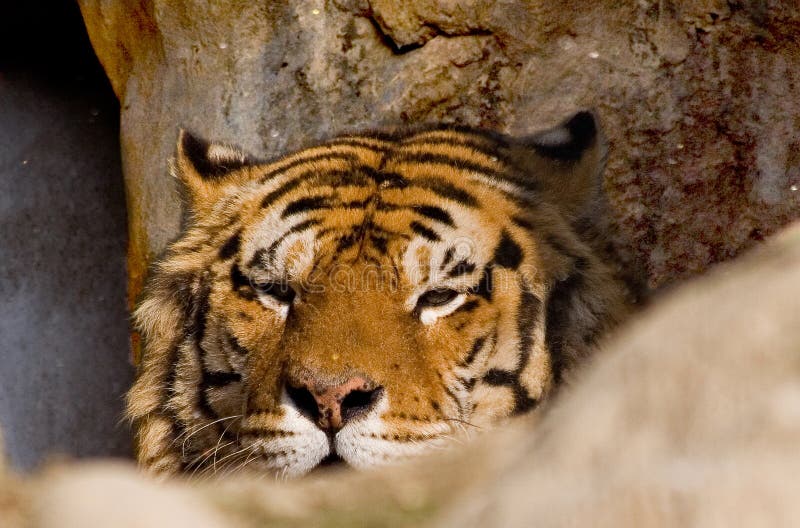 Tiger lurking stock photo. Image of camouflage, felid - 24358122