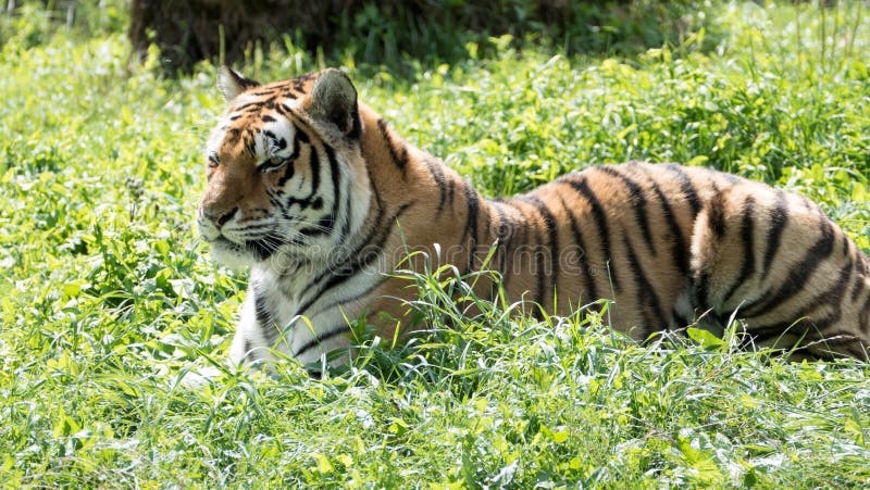 Tiger lying down stock image. Image of mammal, nature - 125752827