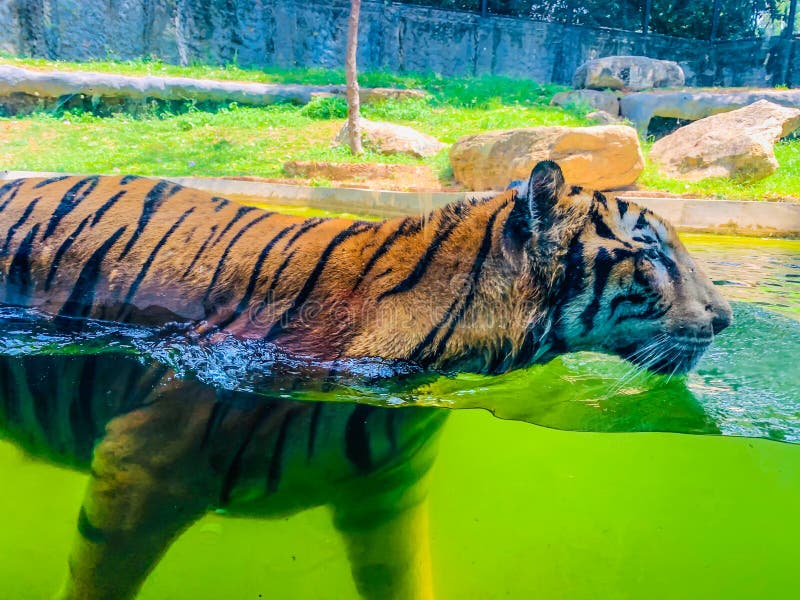 Tiger in the lake stock image. Image of closeup, lake - 214694107