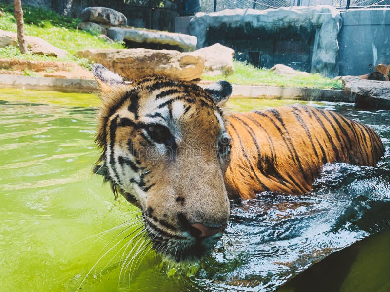 Tiger in the lake stock image. Image of jungle, color - 214694133