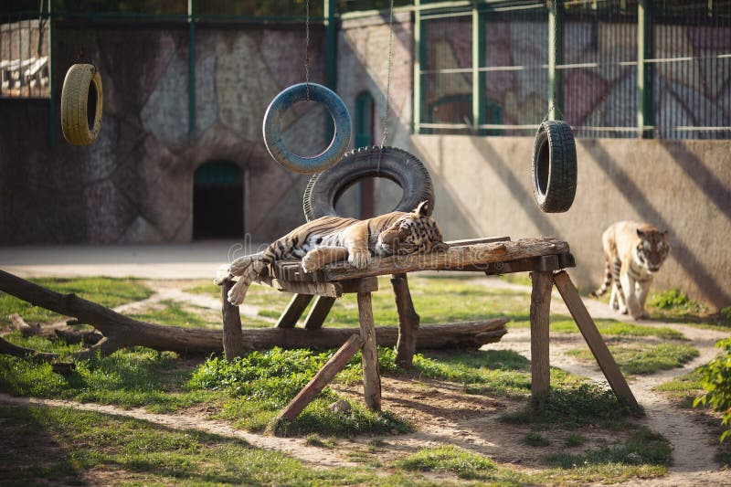 A Tiger Lying Down in Zoo. Tiger Lying Down on a Wooden Resting Place ...