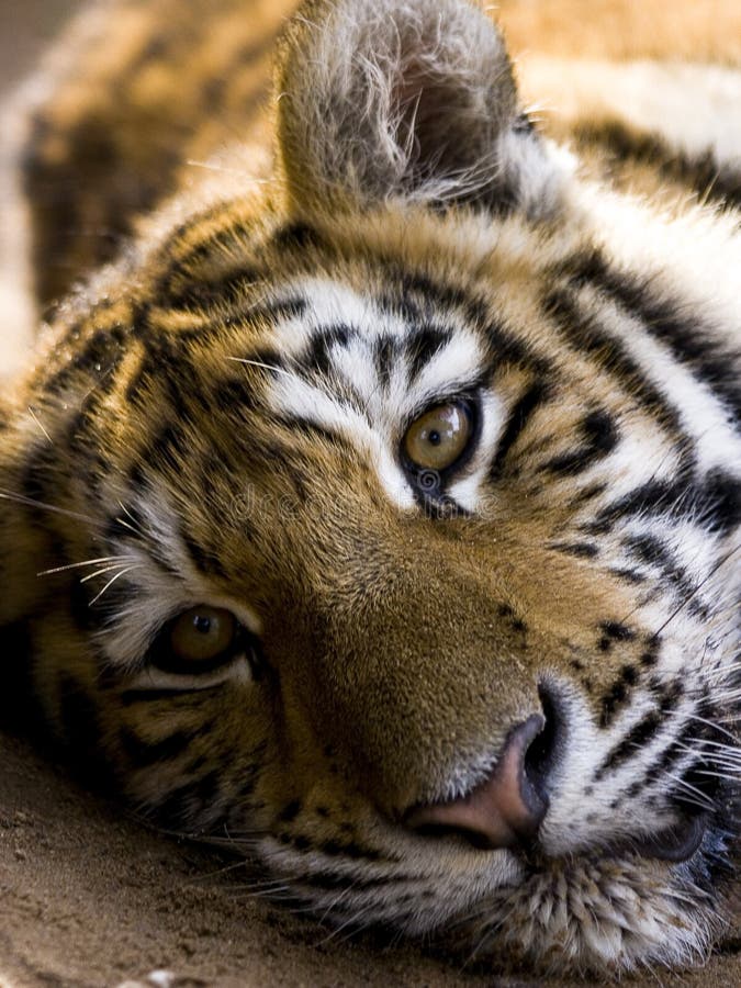 246 Tiger Facing Camera Stock Photos - Free & Royalty-Free Stock Photos ...