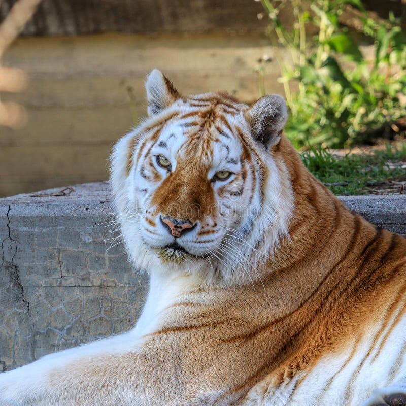 Tiger Lying on the Ground in the Zoo Stock Photo - Image of large ...