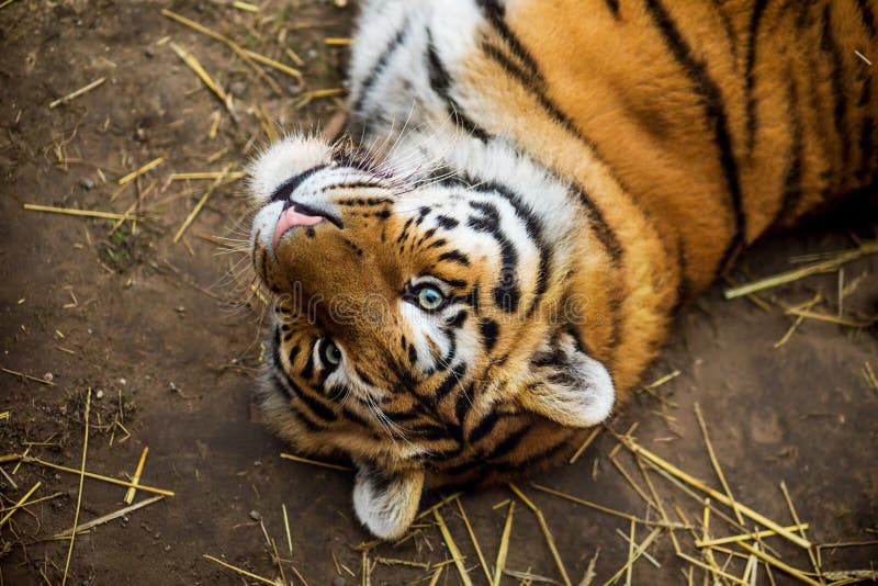 Tiger lying stock photo. Image of power, feline, nature - 63397628