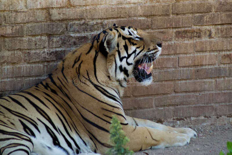 Tiger lying on its side stock image. Image of mammal - 194535121