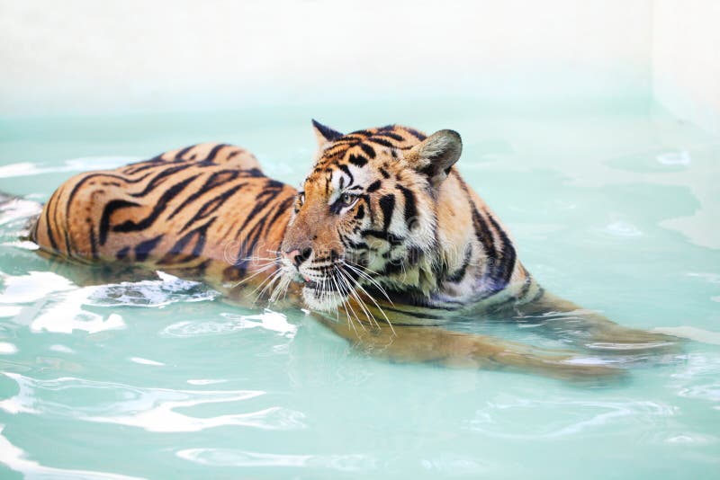 Two Tigers (Panthera Tigris Altaica) Play in Water Stock Image - Image ...