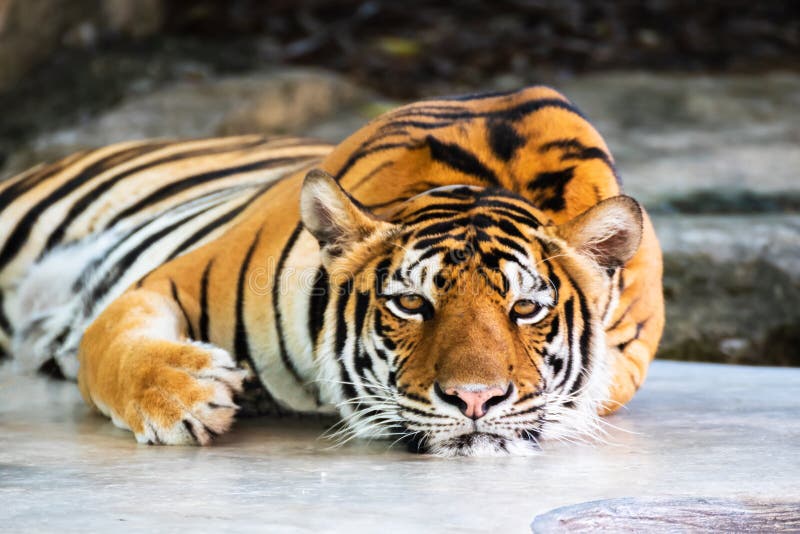 Tiger Lying Relax on a Stone Stock Photo - Image of expression ...