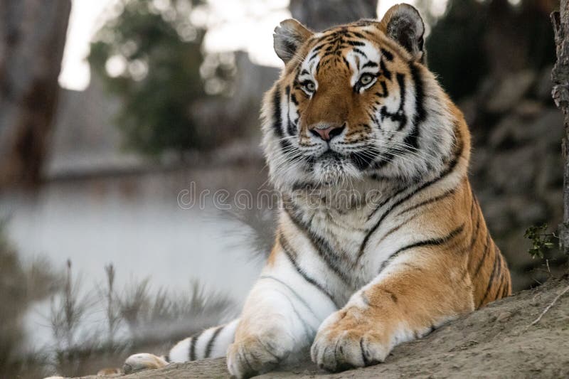 Tiger Lying on Rocky Ground Stock Image - Image of face, trees: 267597961