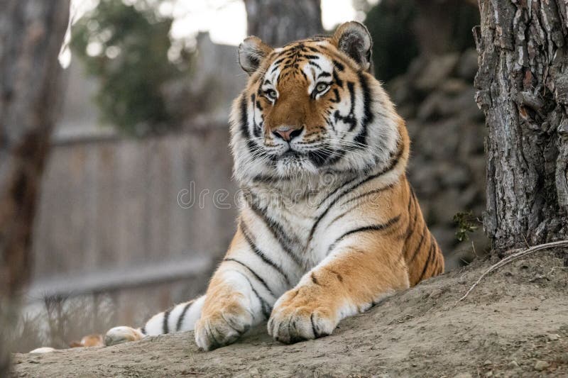 Tiger Lying on Rocky Ground Stock Photo - Image of animal, trees: 267597964