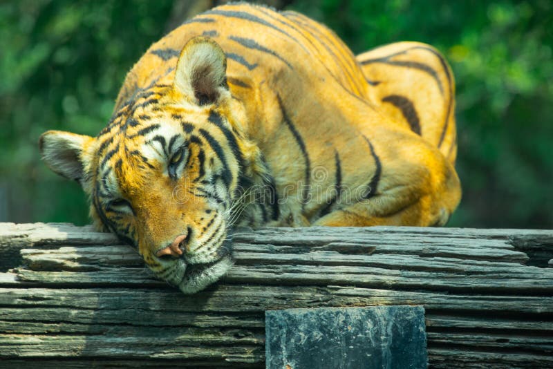 Timber Tiger stock image. Image of habitat, fuzzy, wild - 33117857