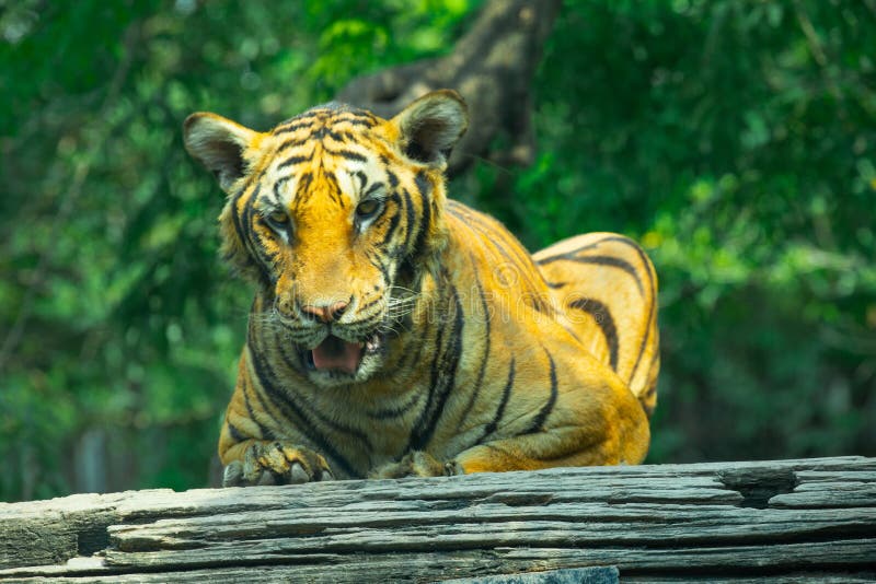 Tiger lying on a timber stock photo. Image of nature - 145325460