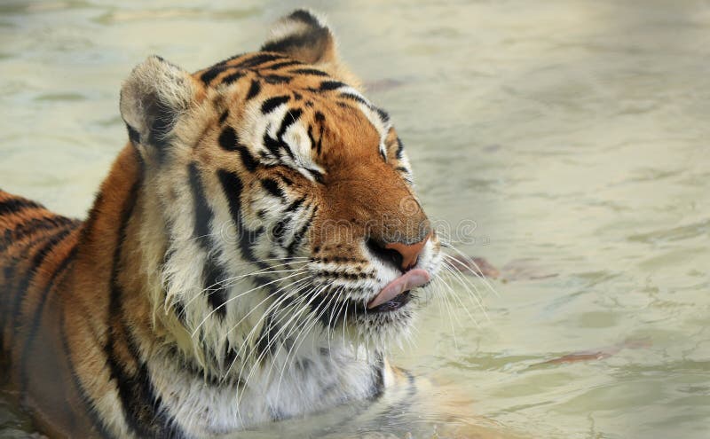 Tiger lying in the water stock image. Image of lick - 305405733