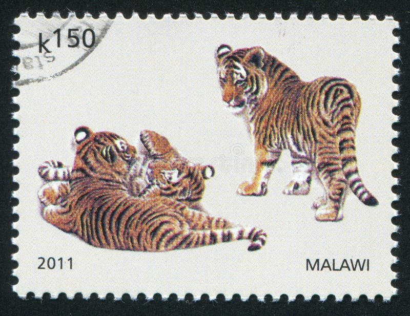 Tiger editorial stock photo. Image of head, brute, ancient - 314444888