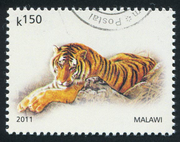 Tiger editorial stock photo. Image of malawi, historic - 314445198