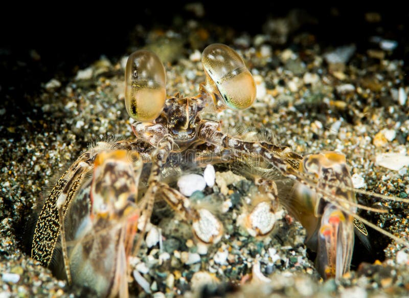 Tiger Mantis Shrimp Stock Photos - Free & Royalty-Free Stock Photos ...