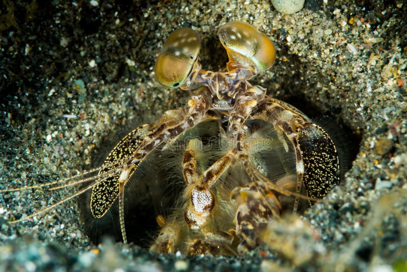 Tiger mantis shrimp stock photo. Image of hiden, lysiosquillidae ...