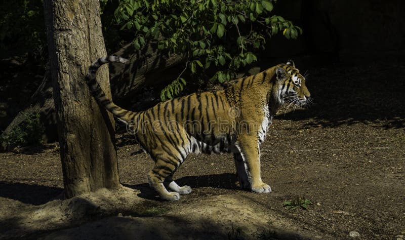 Pee Tiger Stock Photos - Free & Royalty-Free Stock Photos from Dreamstime