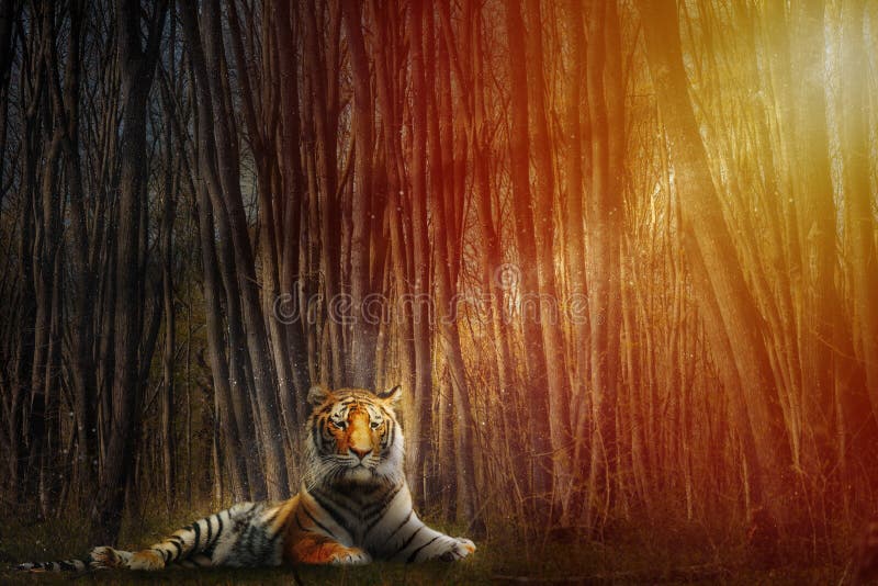 Tiger in the morning sun stock photo. Image of animal - 213343258