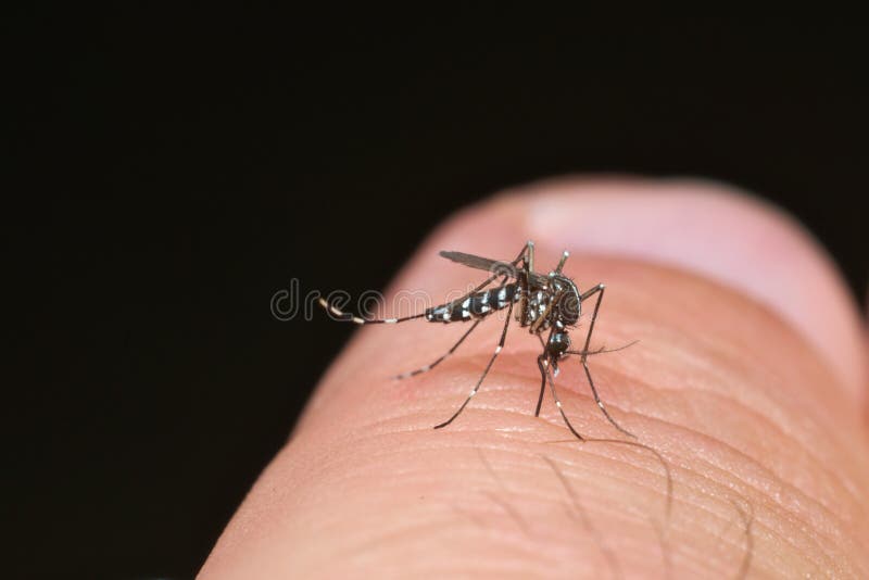 Tiger Mosquito (Aedes Albopictus) Sucking Blood Stock Image - Image of ...