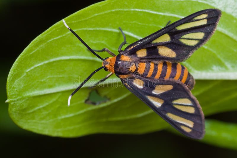 Tiger moth stock photo. Image of animal, garden, outdoor - 10583038
