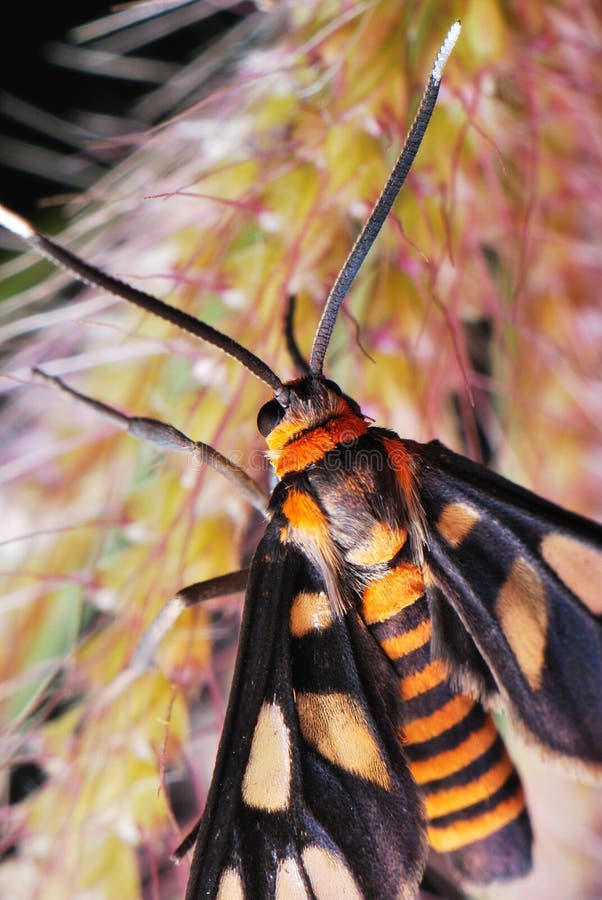 Tiger Moth stock photo. Image of micro, closeup, fruits - 13484366