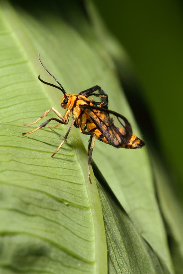 Tiger Moth stock image. Image of leaf, arctiidae, green - 25296183