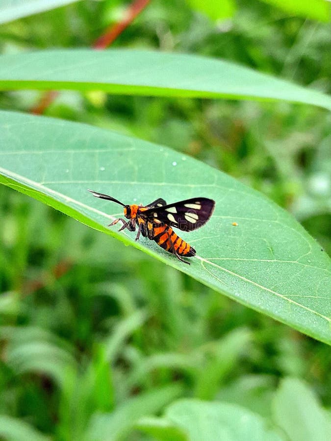 Tiger Moth on Green Leaf in Nature Stock Image - Image of leaf, green ...