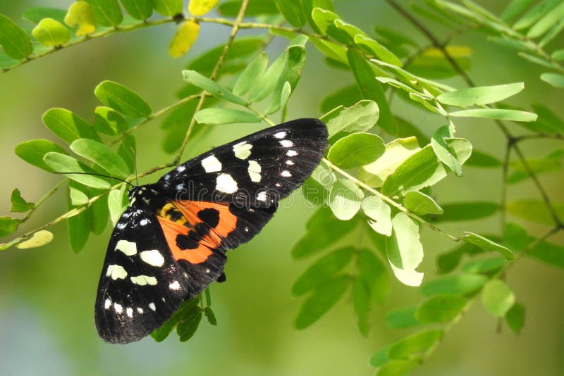 Tiger moth insect stock image. Image of arthropod, animal - 228843789