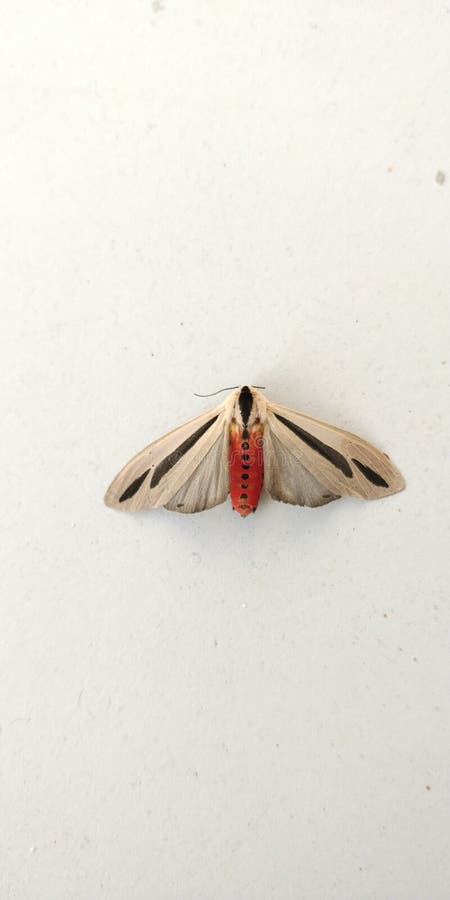 2,066 Tiger Moth Insect Stock Photos - Free & Royalty-Free Stock Photos ...