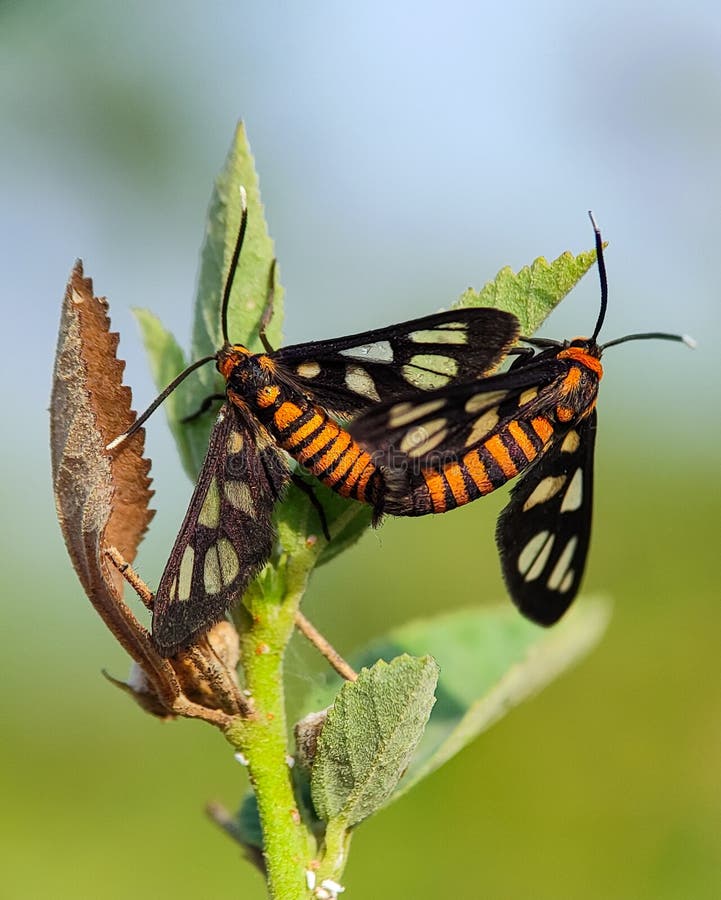 Tiger Moth Mating on Flower Stock Image - Image of wildlife, growth ...