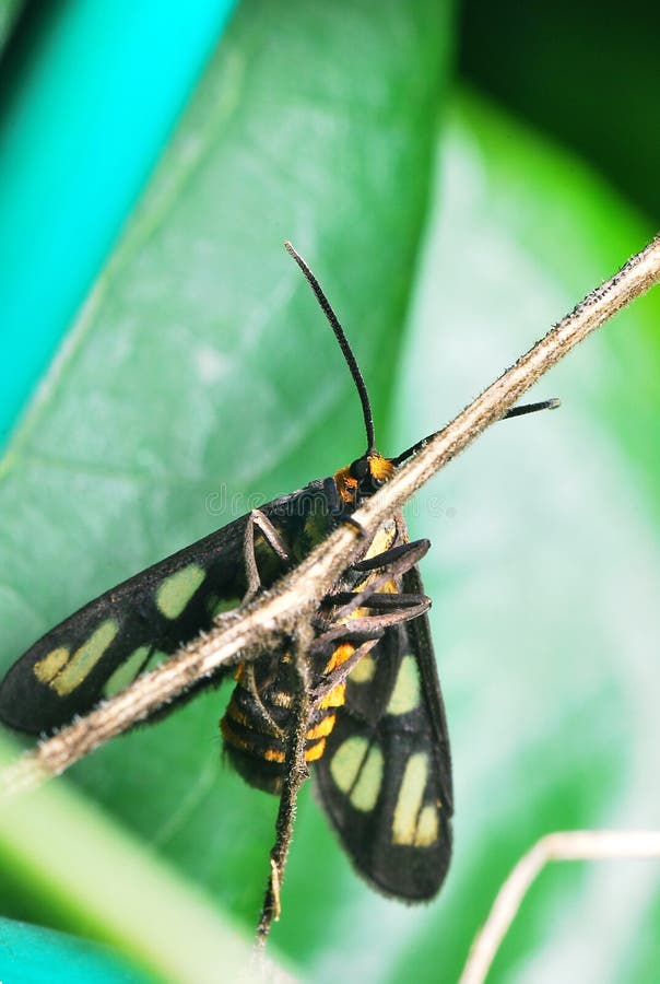 Tiger Moth s Underside stock photo. Image of compound - 11476974