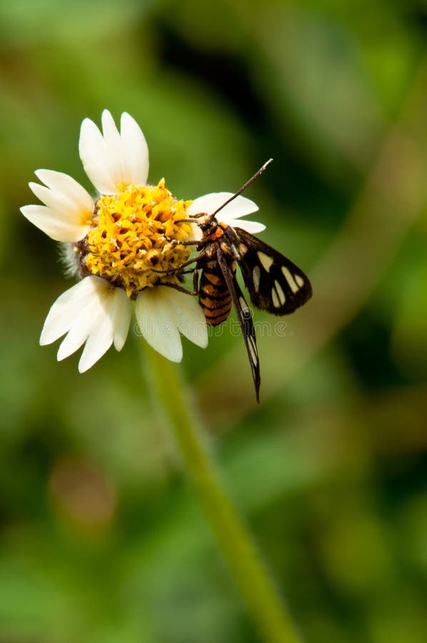Tiger Moth and Wild Daisy stock image. Image of colour - 15498209