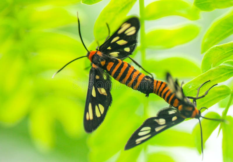 Tiger Moths in Love on a Tree Stock Photo - Image of outdoor, closeup ...