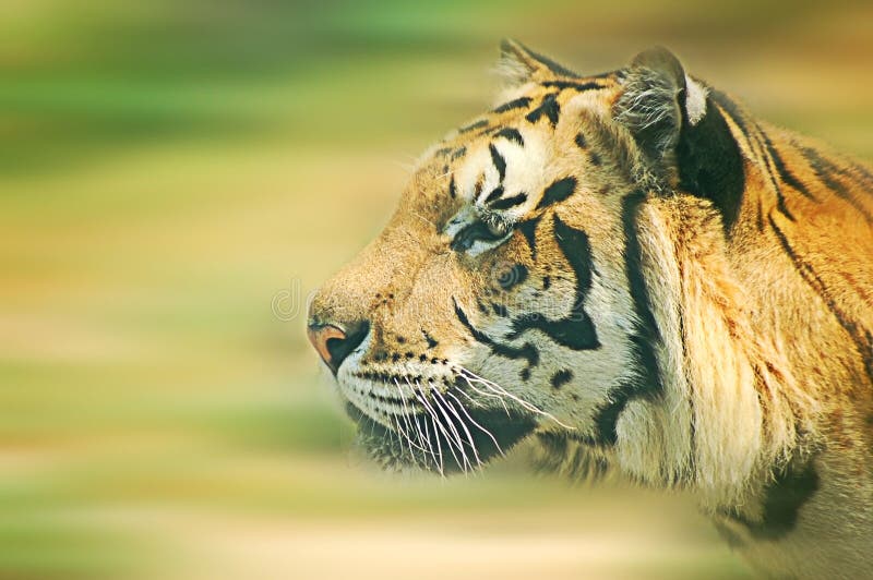 Tiger motion stock photo. Image of momentum, speed, mammal - 1542316