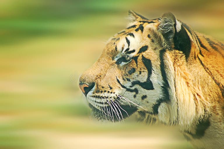Tiger motion stock photo. Image of momentum, speed, mammal - 1542316