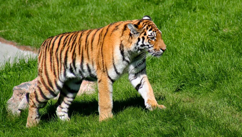 Tiger on the move stock image. Image of stripes, whisker - 4630491