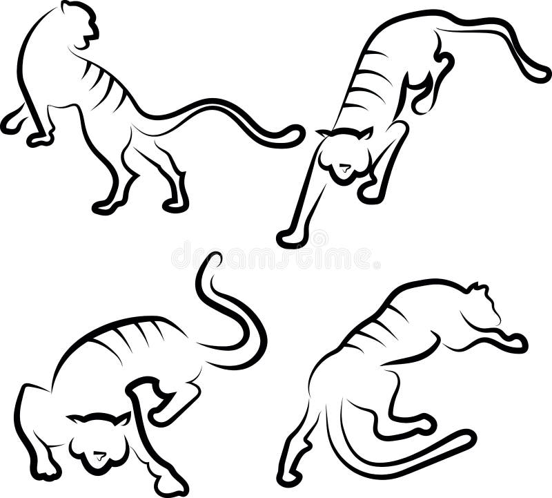 Tiger on the Move. Foreground. Back View. Side View. View from Above ...