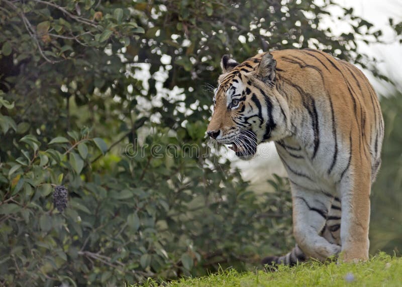 Prey Stalking Tiger Photos - Free & Royalty-Free Stock Photos from ...