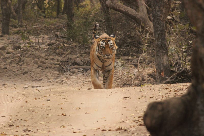 Tiger stock photo. Image of tiger, moving, fast, catch - 103638460
