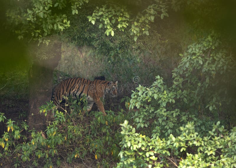 Tiger Moving in the Sense Jungle of Ranthambore Tiger Reserve, India ...