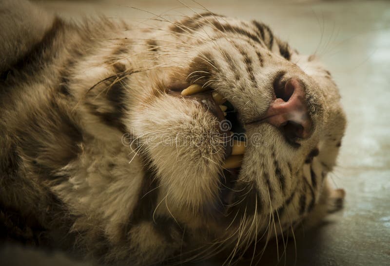 Tiger muzzle stock photo. Image of mammals, cats, animals - 41905308