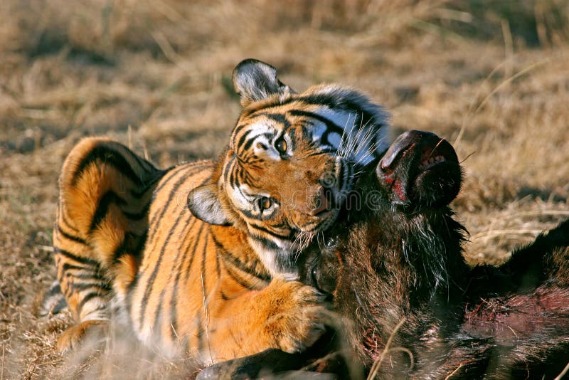 Tiger nice bite stock image. Image of predator, beauty - 5852645