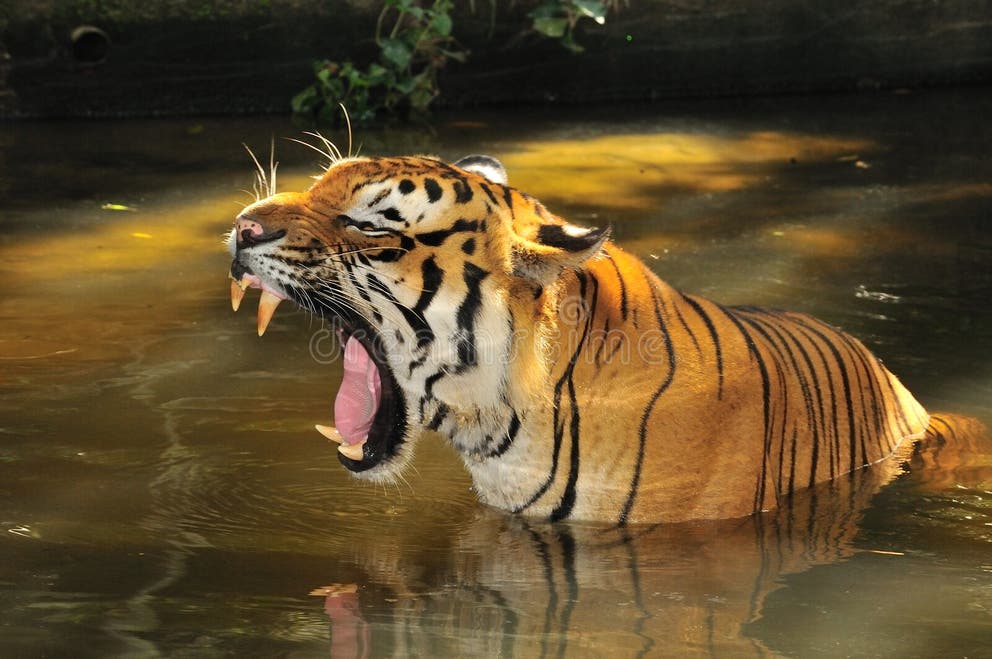 Tiger o1 stock photo. Image of spices, carnivore, animal - 14613364