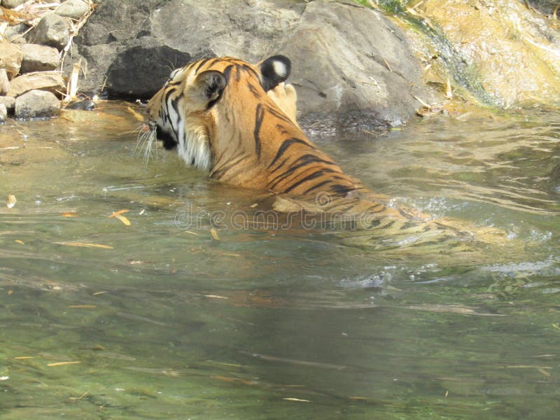 Tiger stock photo. Image of mumbai, wildlife, safari - 85584914